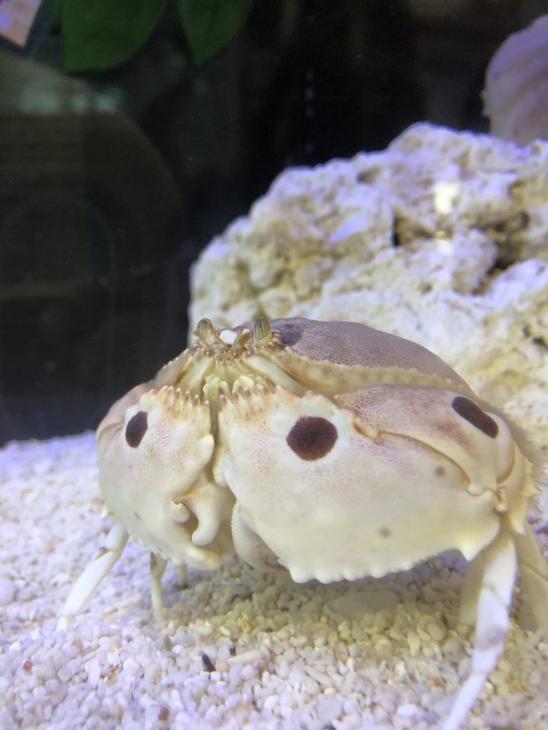 【公式】とっとり賀露かにっこ館